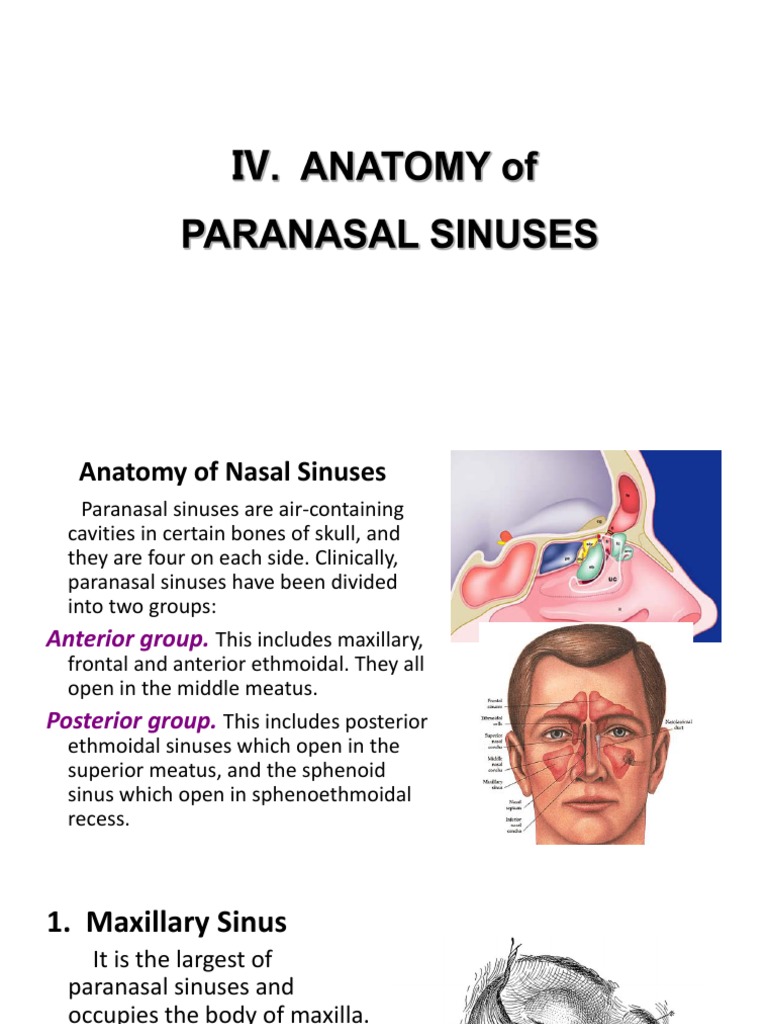 2 RHINOLOGY Sinus | PDF | Human Nose | Human Head And Neck