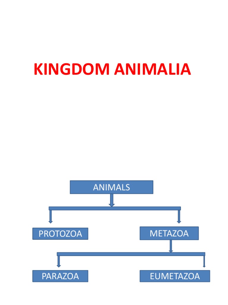 Kingdom Animalia | PDF | Sponge | Zoology