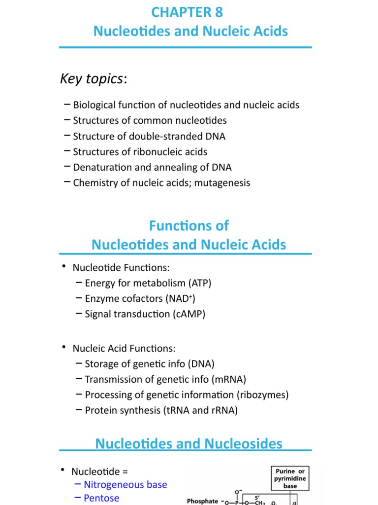 Nucleotide and Nucleic Acids Slide 1 | PDF | Nucleotides | Nucleic Acids