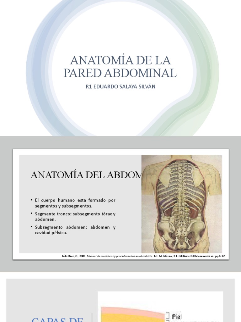 Anatomía de La Pared Abdominal | PDF | Abdomen | Morfología (biología)