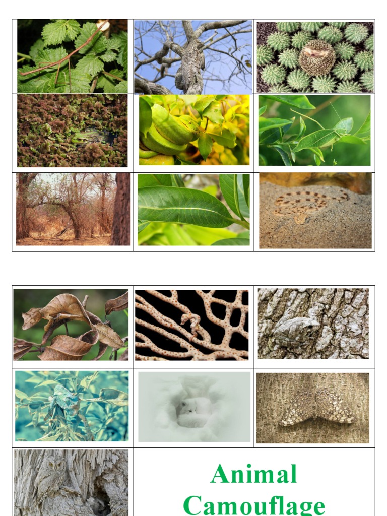 Animal Camouflage | PDF