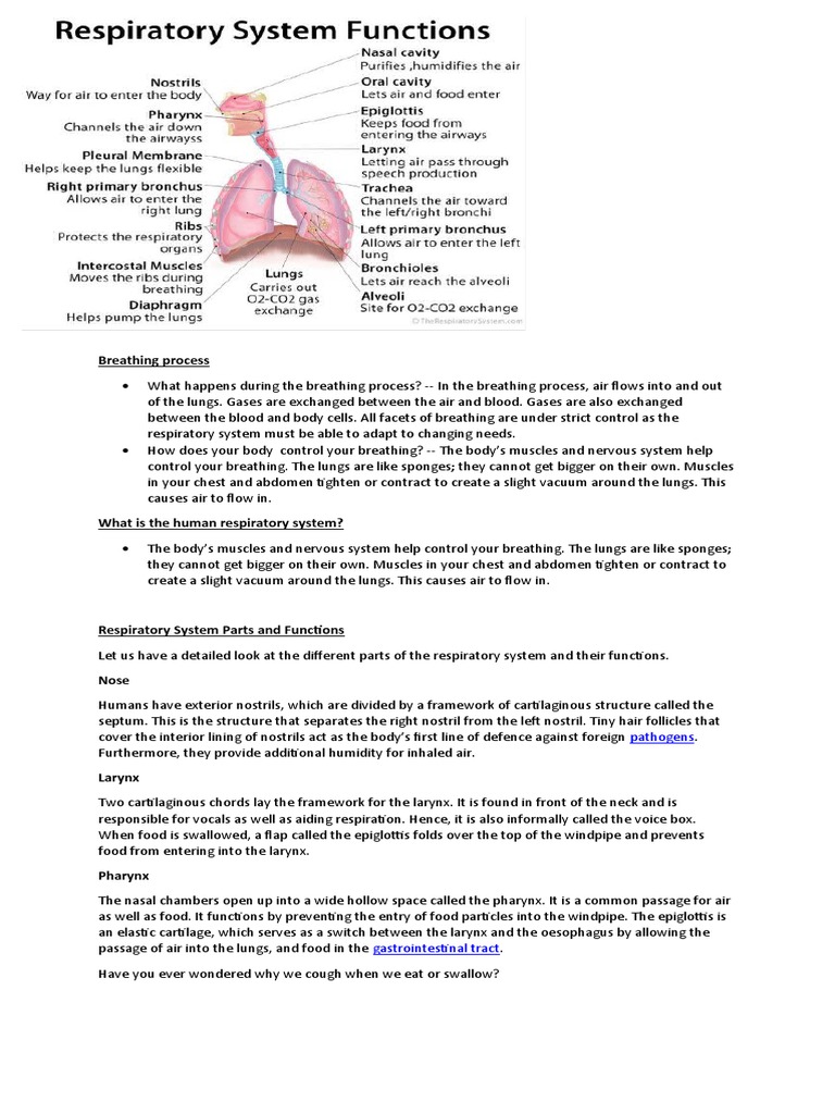 Breathing Process PDF | Download Free PDF | Respiratory Tract | Lung