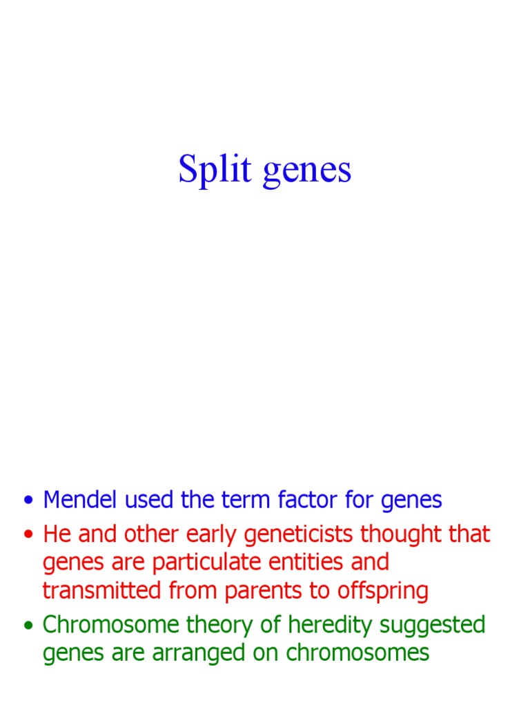 Split Genes | PDF | Rna Splicing | Intron