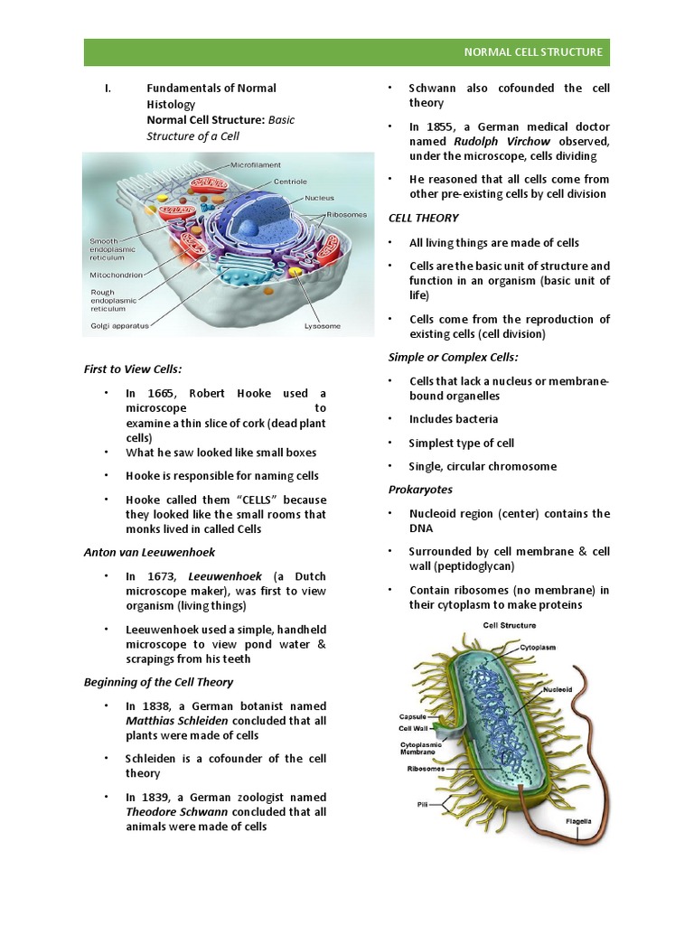 Normal Cell Structure | PDF | Cell (Biology) | Mitosis