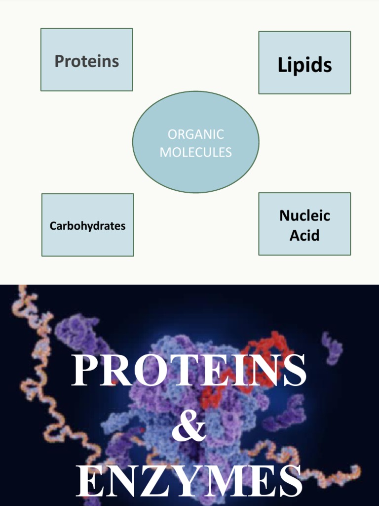 Proteins and Enzymes | PDF | Enzyme | Proteins