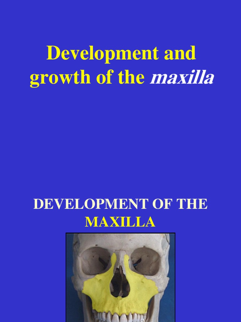 4 - Maxilla Development | PDF