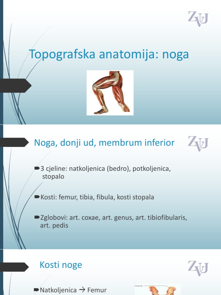 2 - Topografska Anatomija Noge | PDF