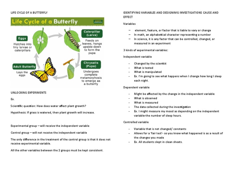 Life Cycle of A Butterfly | PDF