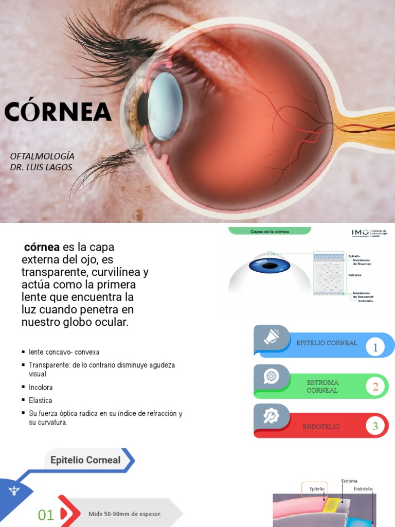 CÓRNEA | PDF | Córnea | Epitelio