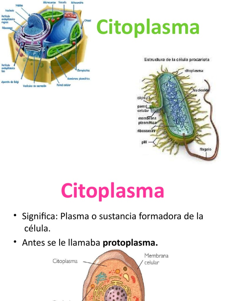 Clase #4 - Citoplasma | PDF | Citoplasma | Retículo endoplásmico