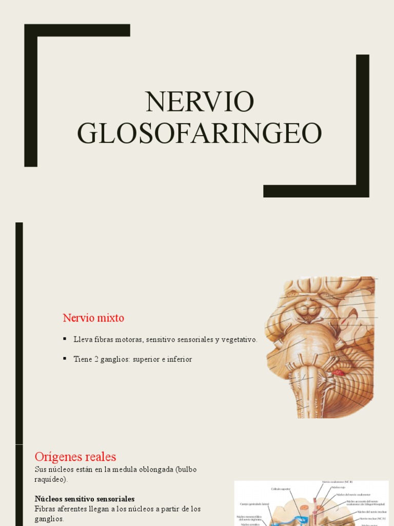 Nervio Glosofaringeo y Vago | PDF