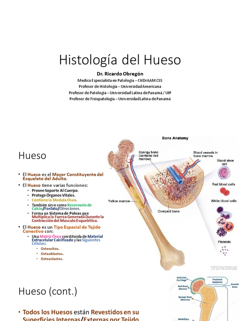2022-71 Hueso | PDF | Articulación | Hueso