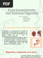 Digestión: Bolo, Quimo y Quilo | PDF | Digestión | Tracto gastrointestinal