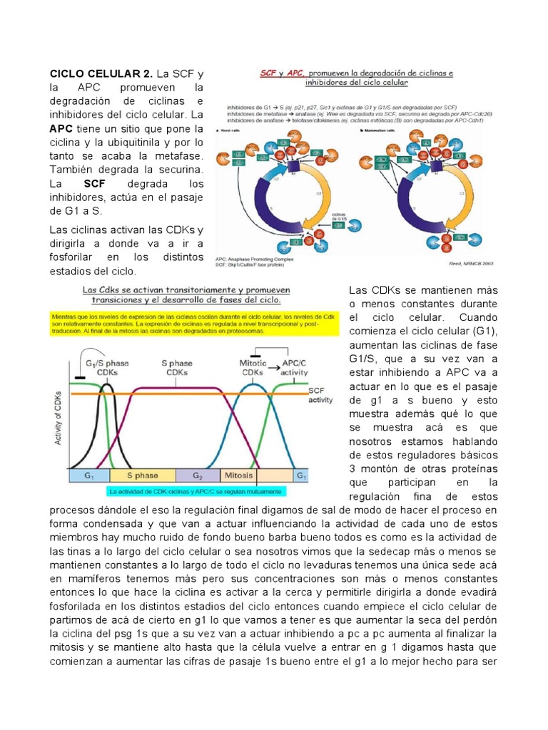 Regulación del Ciclo Celular y Ciclinas | PDF | Ciclo celular | Mutación