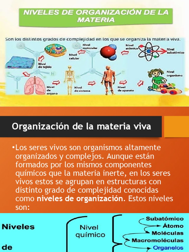 Niveles de La Organizacion de La Materia Viva | PDF