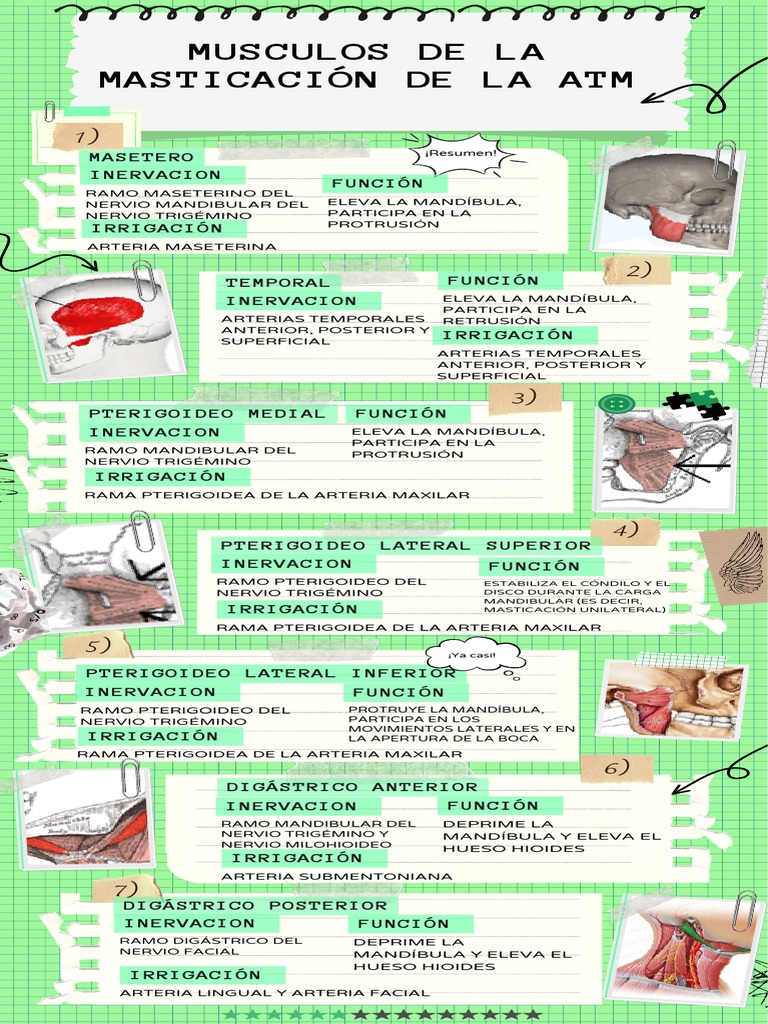 Músculos de la Articulación Temporomandibular | PDF