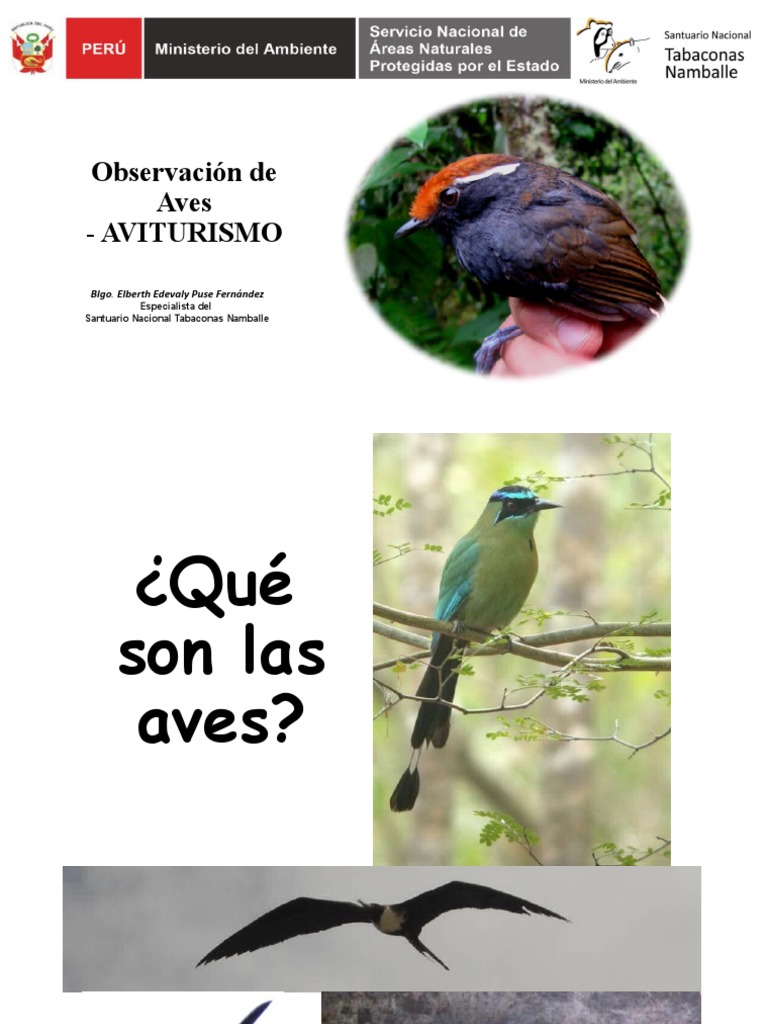 Observación de Aves SNTN | PDF | Aves | Ornitología