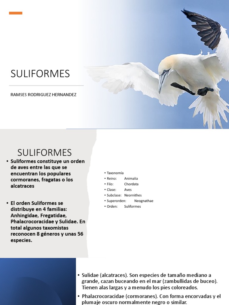 SULIFORMES | PDF