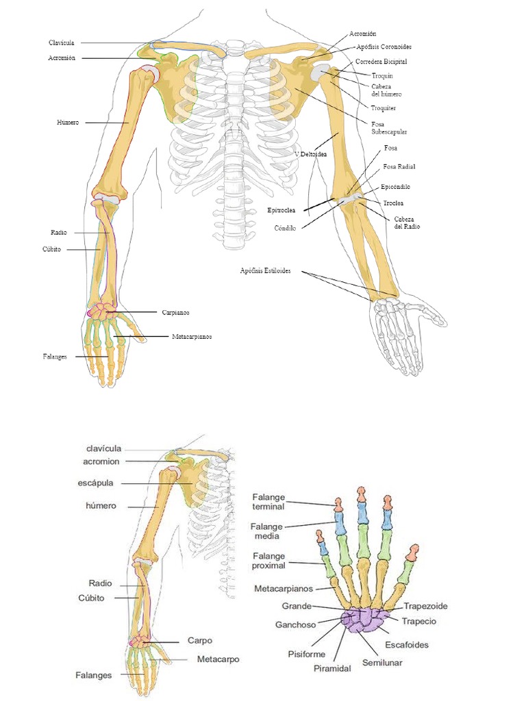 Grafico de Los Huesos de La Extremidad Superior Humana | PDF