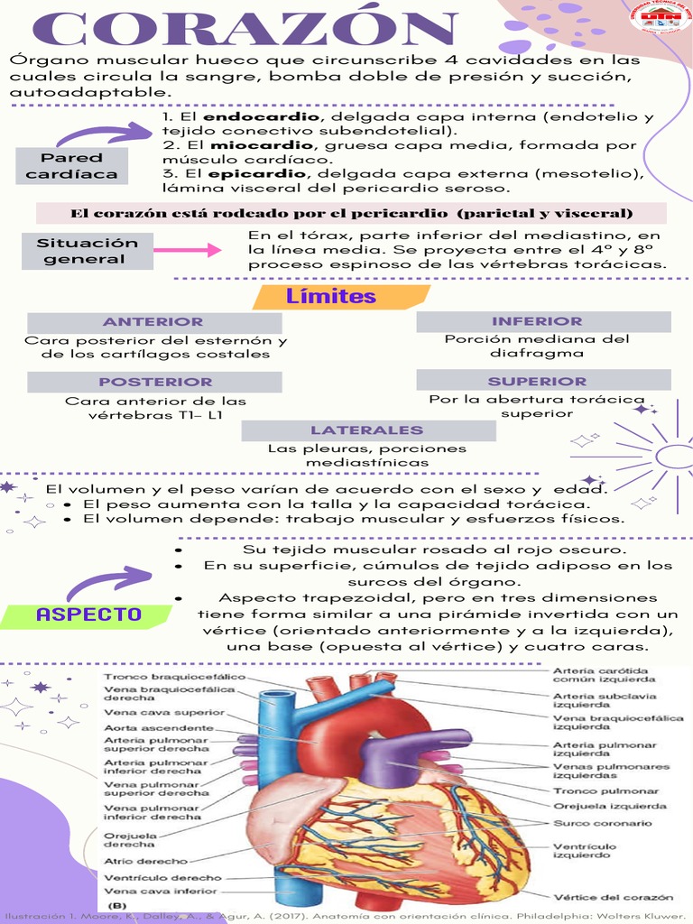 GRUPO 8_CORAZÓN_Configuración externa e interna (2) | PDF | Ventrículo ...