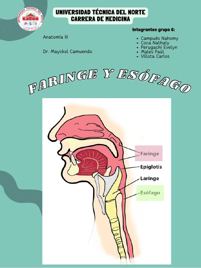 Faringe y Esófago - Grupo 6 | PDF