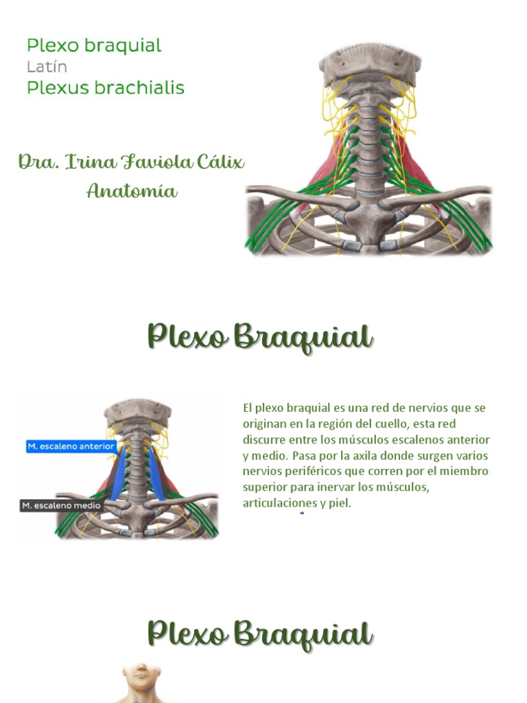 Anatomía del Plexo Braquial: Estructura y Función | PDF | Neuroanatomía ...
