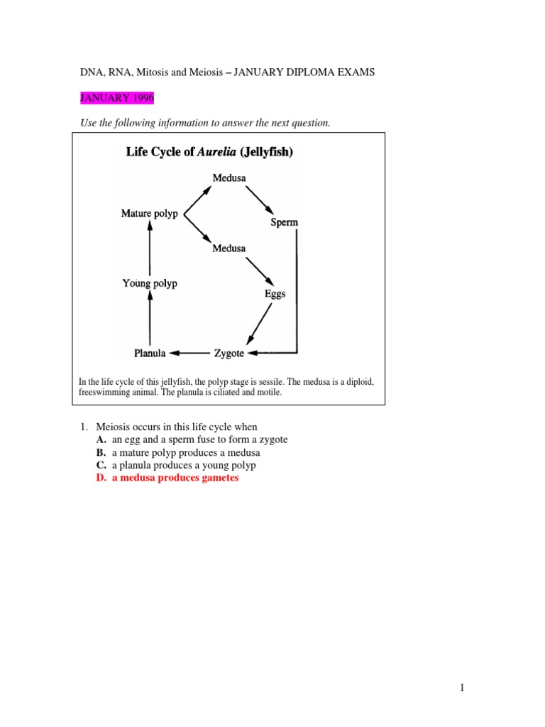 DNA Review Questions KEY | PDF | Meiosis | Mitosis