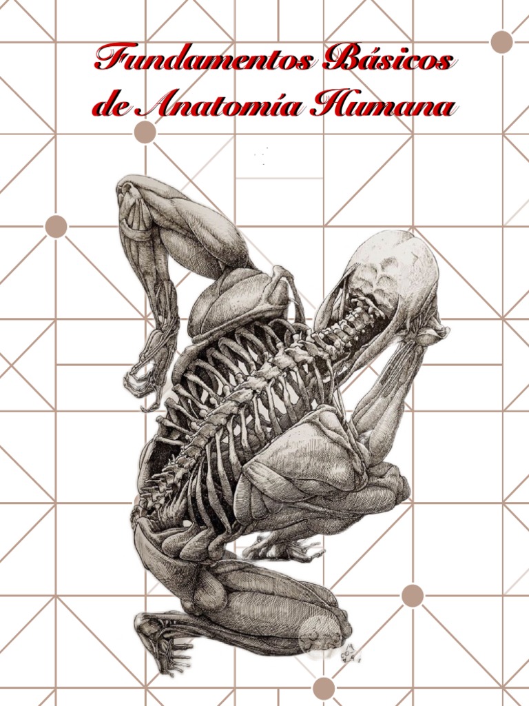Fundamentos Básicos De Anatomía Humana Descargar Gratis Pdf