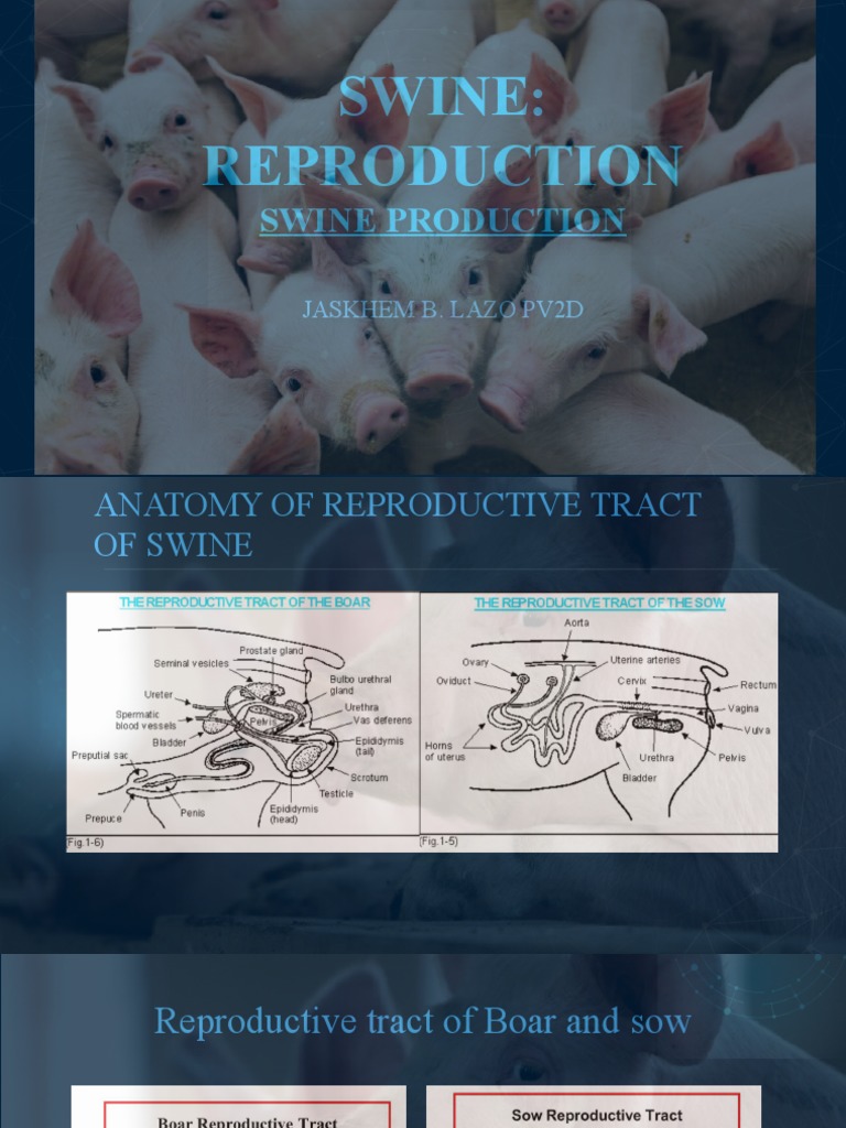 Reproductive System of Swine | PDF | Pig | Endocrine System
