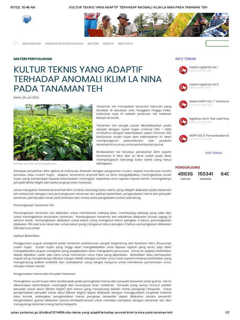 Kultur Teknis Yang Adaptif Terhadap Anomali Iklim La Nina Pada Tanaman Teh | PDF