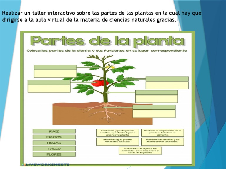 Taller Interactivo Sobre La Planta y Sus Partes | PDF