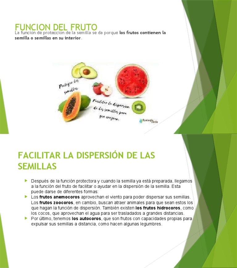 Funcion Del Fruto | PDF