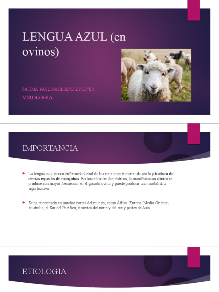 Lengua Azul (En Ovinos) | PDF | Enfermedades virales animales ...