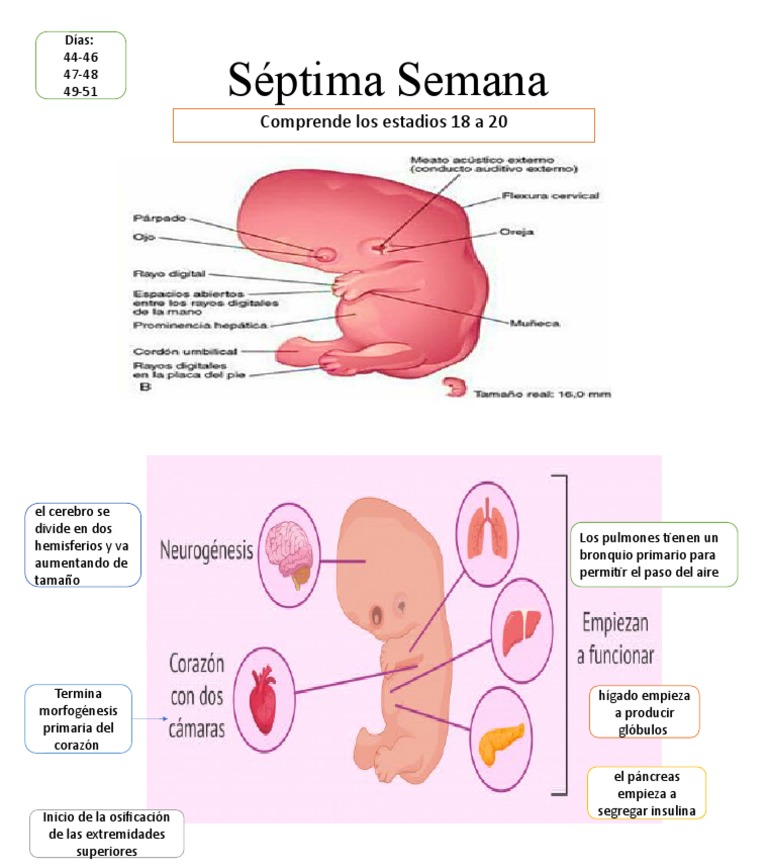 Septima Semana Pdf