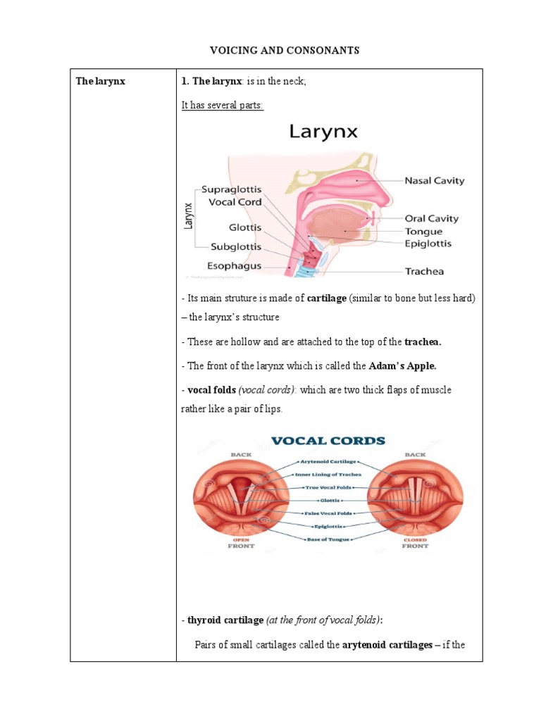 Chapter 4 Voicing and Consonants | PDF