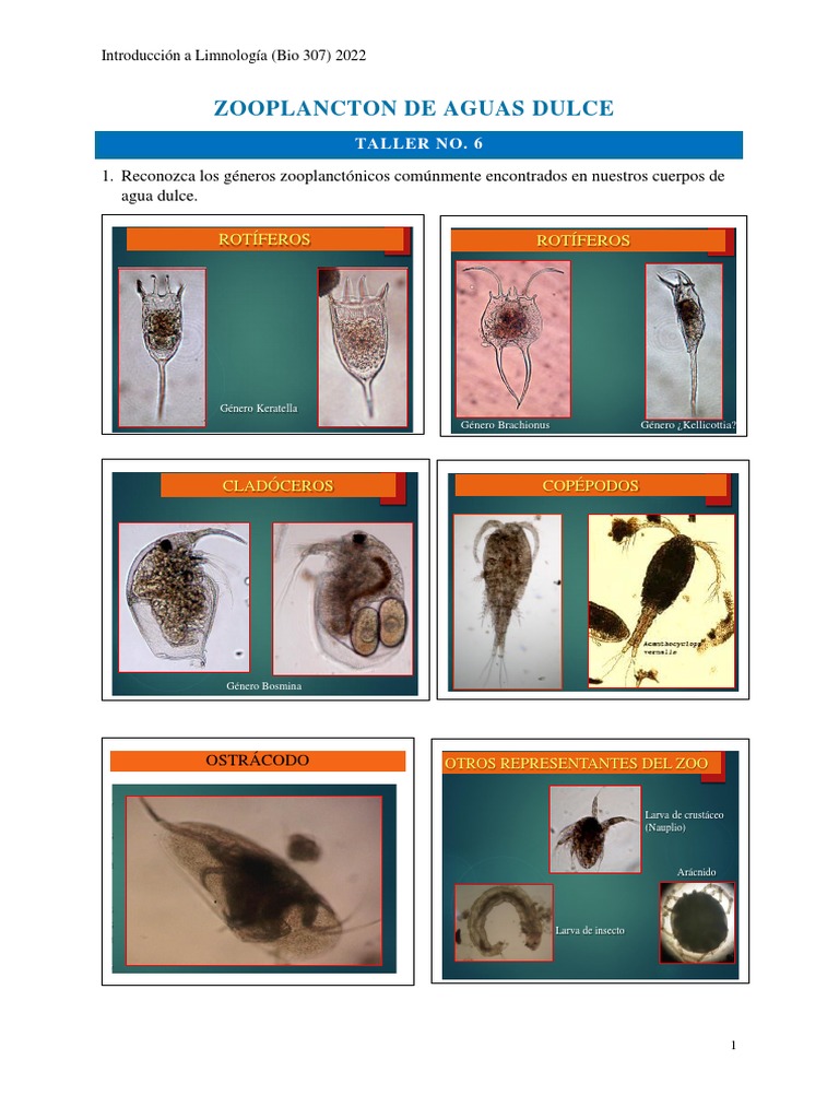 Taller N0. 6 Zooplancton Aguas Dulce | PDF | Ecología de sistemas ...