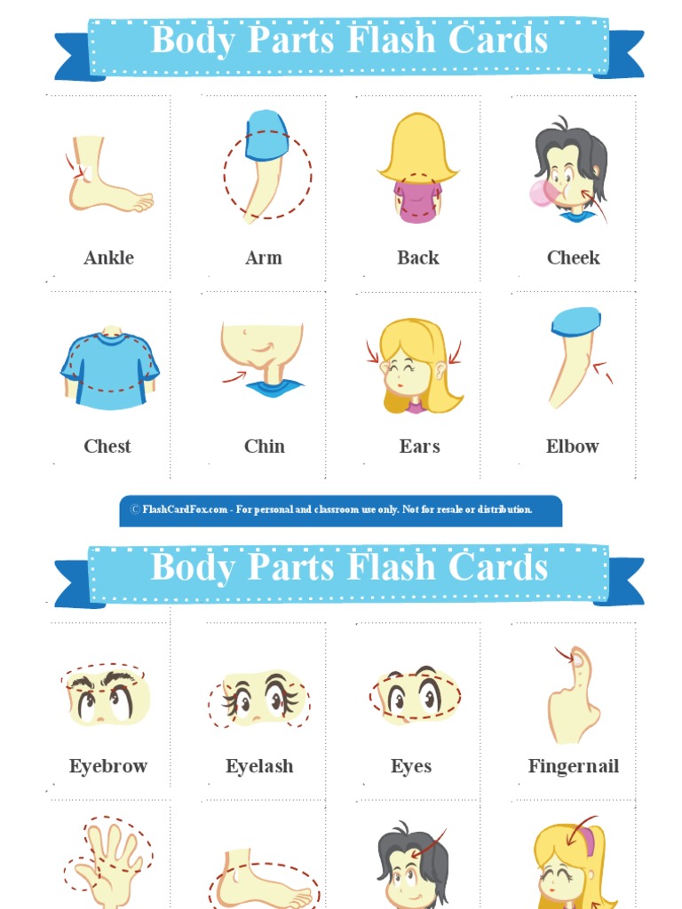 Body Parts Flash Cards 2x3 | PDF