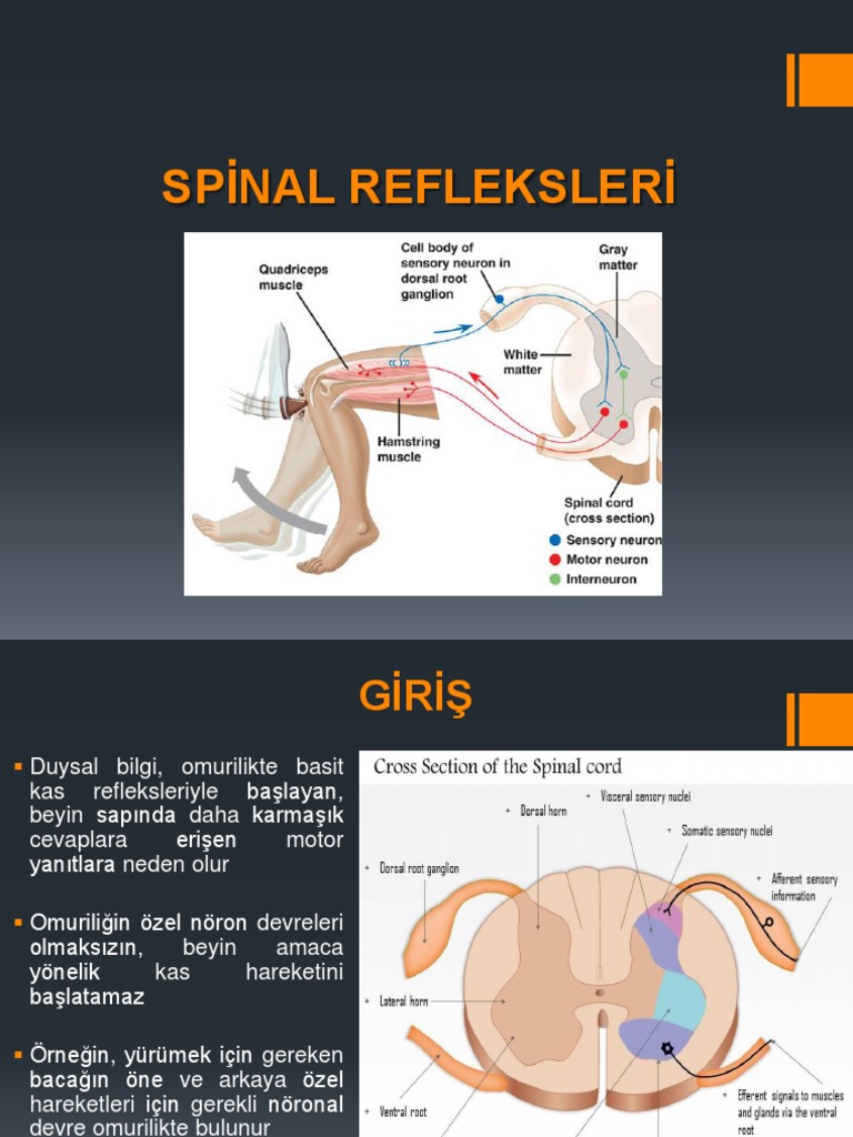 Fizyoloji SPİNAL REFLEKSLER | PDF