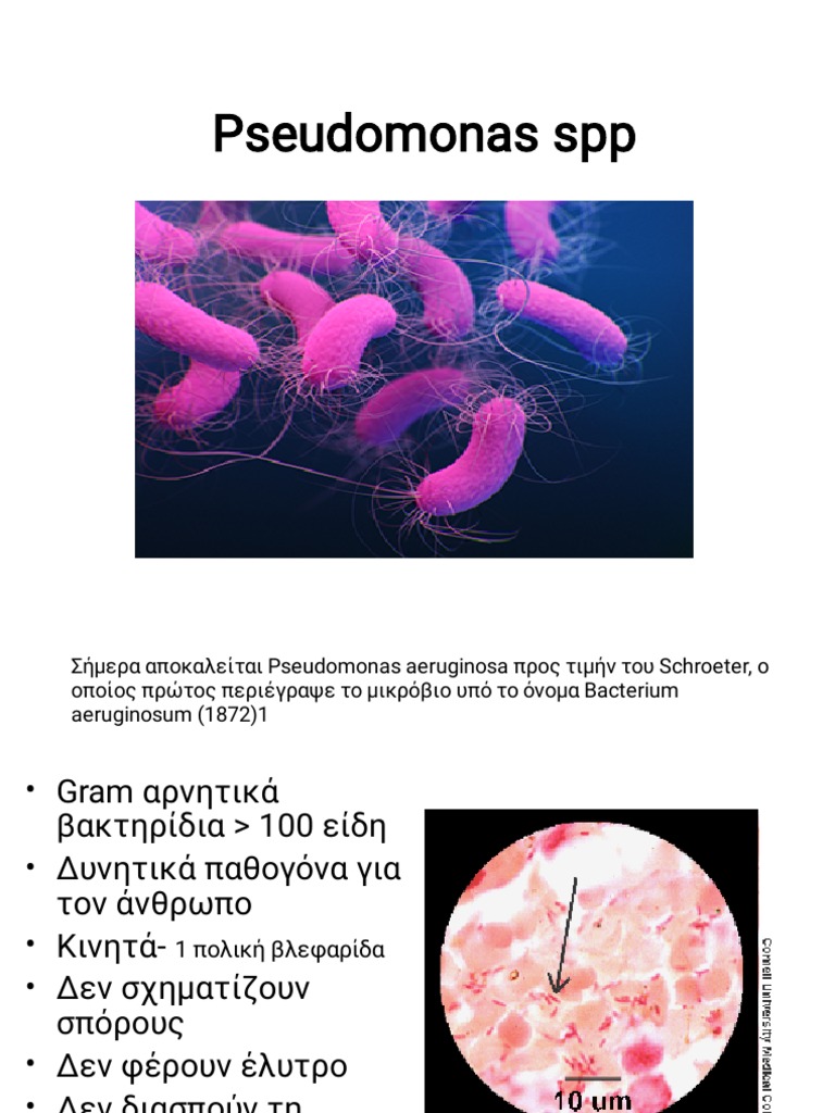 5.Pseudomonas Aeruginosa(1) | PDF