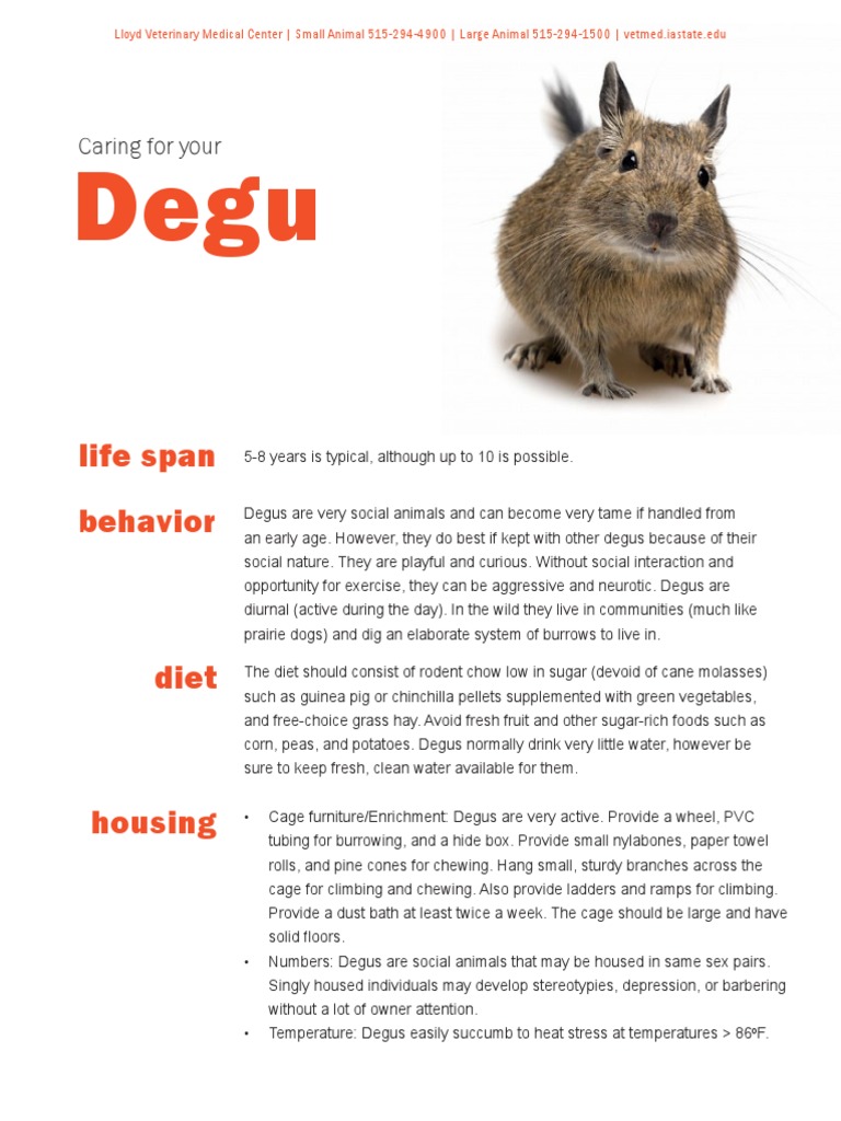 Degu Care | PDF