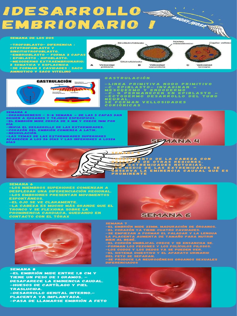 ¡Desarrollo Embrionario INFOGRAFIA | PDF | Embrión | Placenta