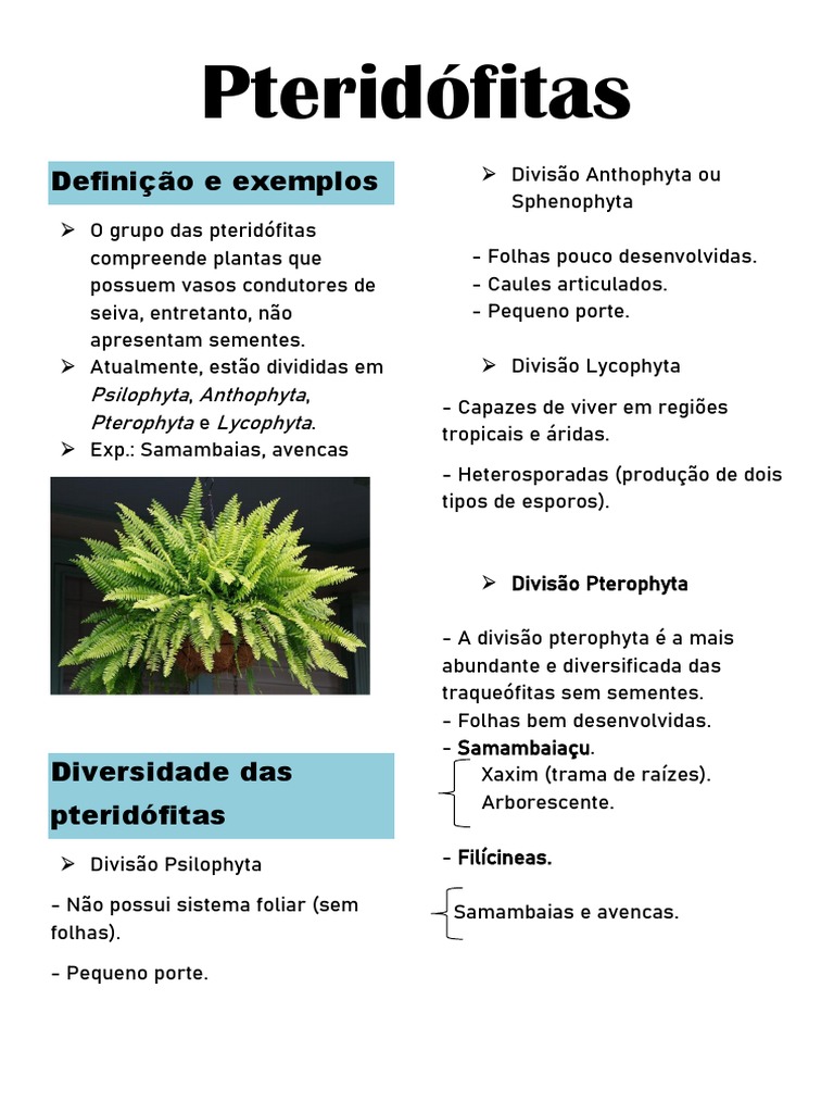 Pteridófitas: Definição e Diversidade | PDF | Ciências e Matemática