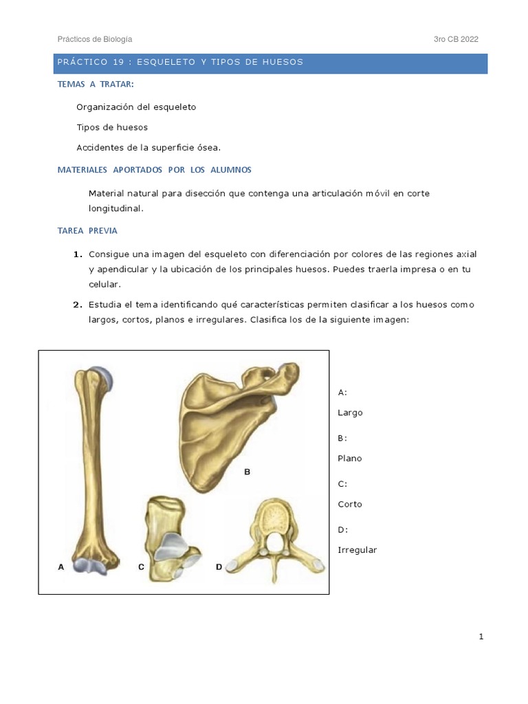 Practico 19 | PDF | Hueso | Esqueleto