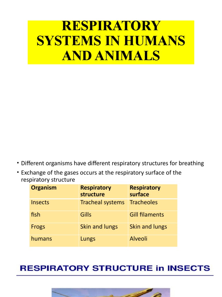 Chap8F4 Respiratory Systems in Humans and Animals | PDF | Respiratory ...