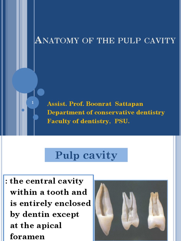 Pulp Cavity Anatomy Overview | PDF | Tooth | Dental Anatomy