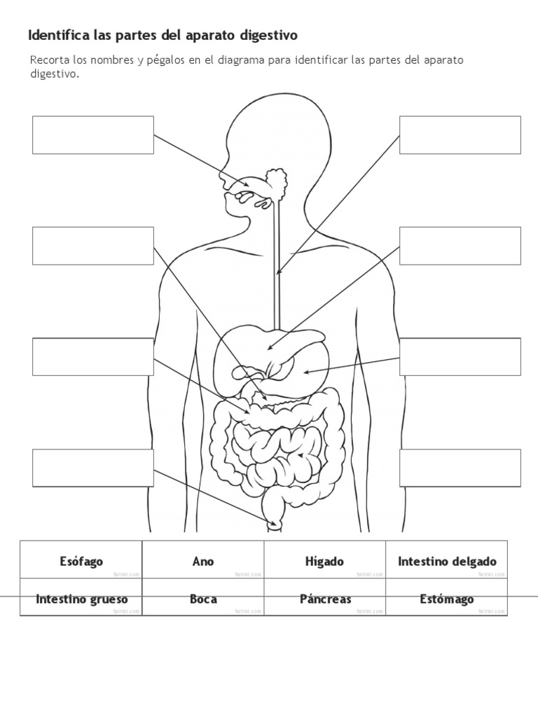 Identificación de partes del aparato digestivo | PDF