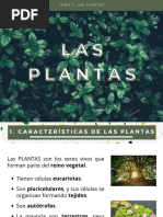 Lapbook sobre las plantas para primaria | PDF | Tallo de la planta ...