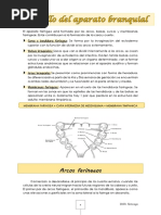 Arcos Branquiales en Embriología Humana | PDF | Anatomía humana ...