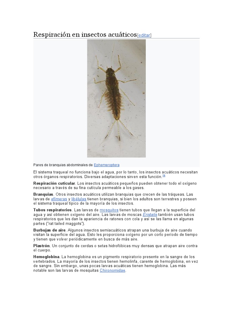 Respiración en Insectos Acuáticos | PDF | Branquia | Insectos