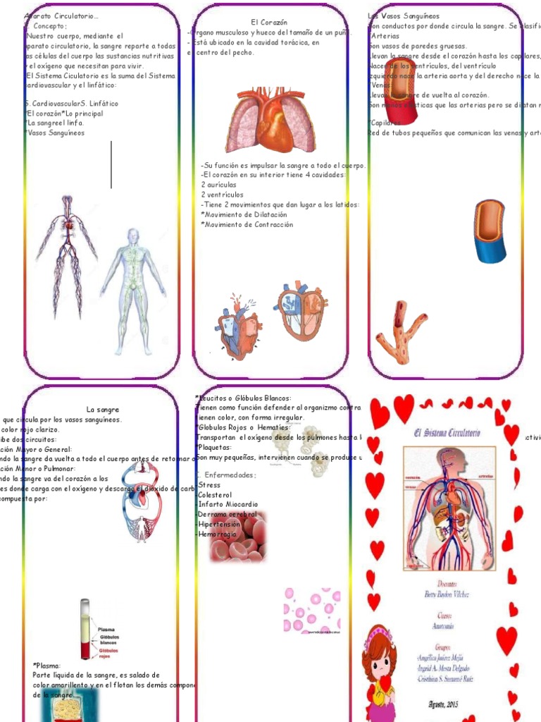Dokumen.tips Triptico Del Sistema Circulatorio | PDF